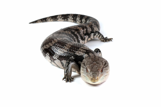 Blue Tongue Lizard Cartoon Clipart