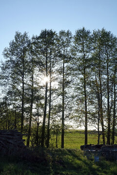 「Baeume」の画像 - 8,103 件の Stock 写真、ベクターおよびビデオ | Adobe Stock