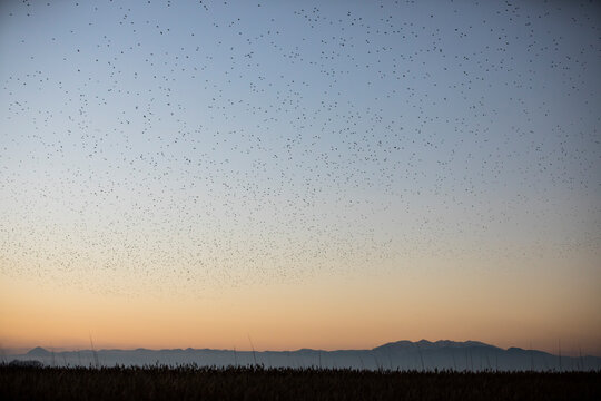 "Flocking Behavior" Images – Browse 17,205 Stock Photos, Vectors, and ...