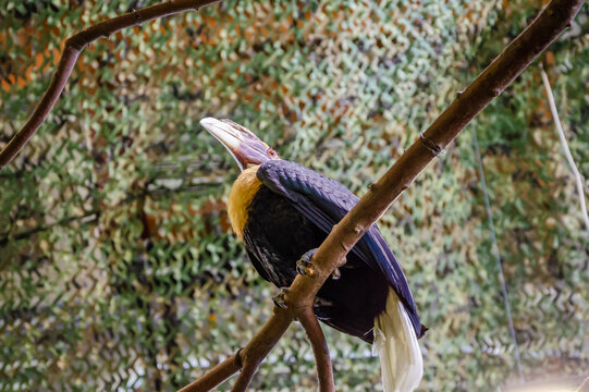 รูปภาพKalao – เลือกดูภาพถ่ายสต็อก เวกเตอร์ และวิดีโอ72 | Adobe Stock