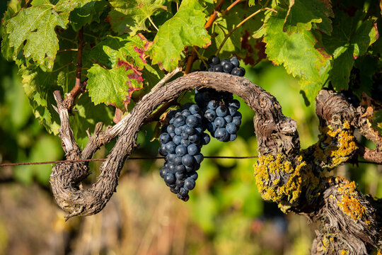 "Cep De Vigne" - Images et vidéos libres de droits | Adobe Stock