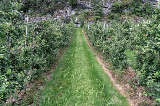 Morellen Bilder – Durchsuchen 349 Archivfotos, Vektorgrafiken und ...