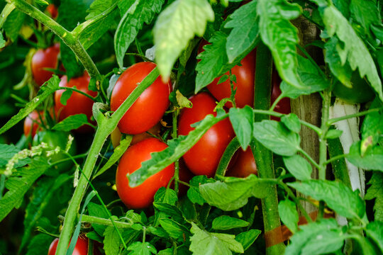Strauchtomate Bilder – Durchsuchen 40,203 Archivfotos, Vektorgrafiken ...