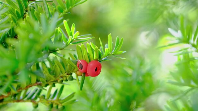 Yew-Tree Imagens – Procure 10,266 fotos, vetores e vídeos | Adobe Stock