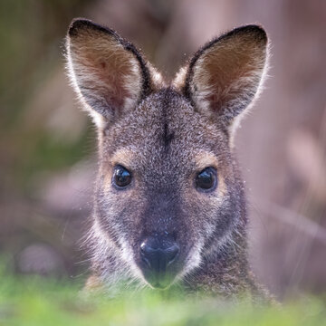 รูปภาพMacropod – เลือกดูภาพถ่ายสต็อก เวกเตอร์ และวิดีโอ26,919 | Adobe Stock