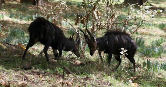 Imbabala Images – Browse 1,230 Stock Photos, Vectors, and Video | Adobe ...