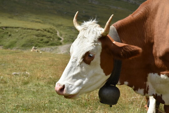 Manzo bilder – Bläddra bland 12,622 stockfoton, vektorer och videor ...