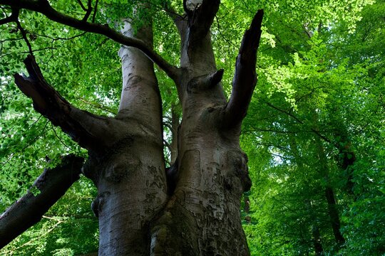 Buchenbaum Bilder – Durchsuchen 158,498 Archivfotos, Vektorgrafiken und ...