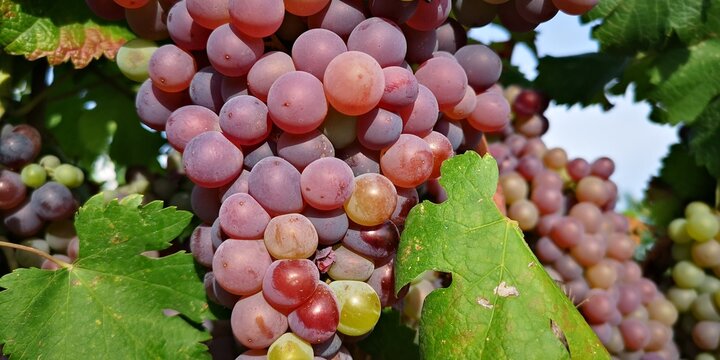 Imágenes de Parra: descubre bancos de fotos, ilustraciones, vectores y ...