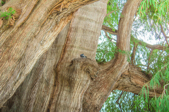 "Tule Tree" Bilder – Durchsuchen 459 Archivfotos, Vektorgrafiken und ...
