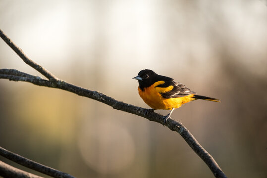 Pirole Bilder – Durchsuchen 7,500 Archivfotos, Vektorgrafiken und ...