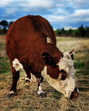 Imágenes de Ungulata: descubre bancos de fotos, ilustraciones, vectores ...