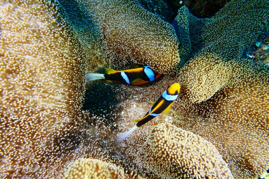 Pohnpei Images – Browse 564 Stock Photos, Vectors, and Video | Adobe Stock