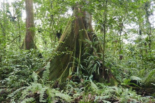 รูปภาพTofol – เลือกดูภาพถ่ายสต็อก เวกเตอร์ และวิดีโอ170 | Adobe Stock