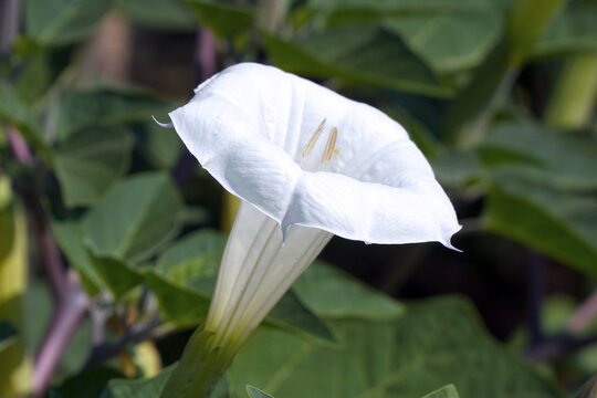 รูปภาพToloache – เลือกดูภาพถ่ายสต็อก เวกเตอร์ และวิดีโอ300 | Adobe Stock