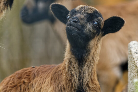 Biquette Bilder – Durchsuchen 506 Archivfotos, Vektorgrafiken und ...