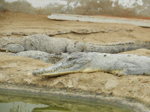 รูปภาพCocodrilo – เลือกดูภาพถ่ายสต็อก เวกเตอร์ และวิดีโอ2,875 | Adobe Stock