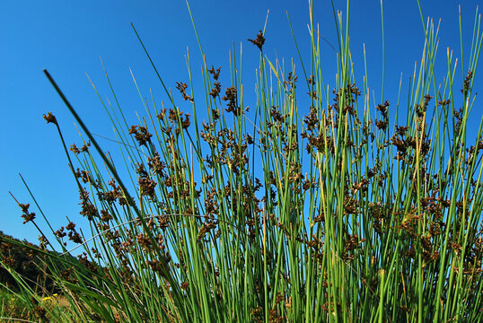California Bulrush"」の写真素材 | 243件の無料イラスト画像 | Adobe Stock