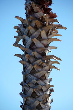Palm Tree Trunk Images – Browse 92,019 Stock Photos, Vectors, and Video ...