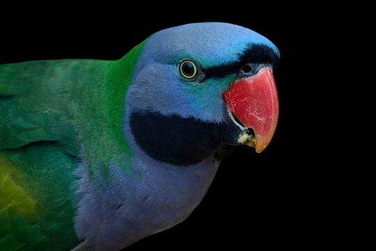 Derbyan Parakeet