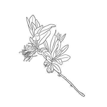 Kinnip Bilder – Durchsuchen 3,314 Archivfotos, Vektorgrafiken und ...