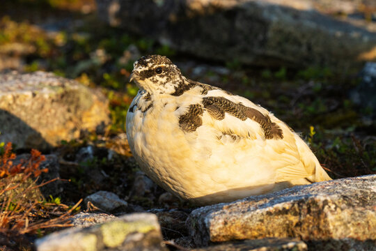 รูปภาพTarmigan – เลือกดูภาพถ่ายสต็อก เวกเตอร์ และวิดีโอ3,838 | Adobe Stock