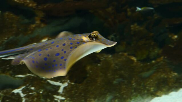 Mantarraya Images – Browse 83 Stock Photos, Vectors, and Video | Adobe ...