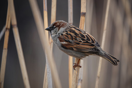 Spatz - Images et vidéos libres de droits | Adobe Stock