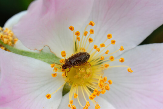 รูปภาพMeloidae – เลือกดูภาพถ่ายสต็อก เวกเตอร์ และวิดีโอ1,274 | Adobe Stock