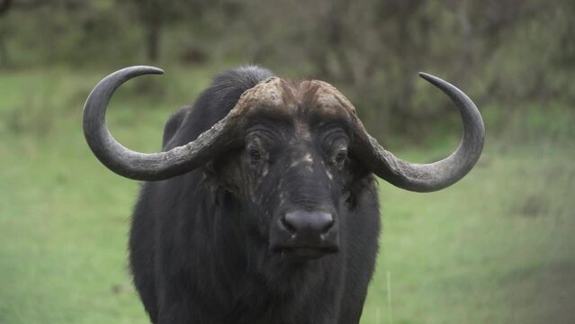 Imágenes de "Water Ox": descubre bancos de fotos, ilustraciones ...