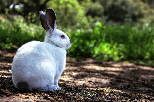 Californian Rabbit
