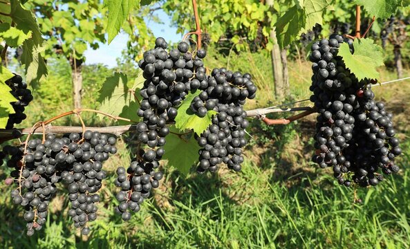 Refosco Bilder – Durchsuchen 163 Archivfotos, Vektorgrafiken und Videos ...