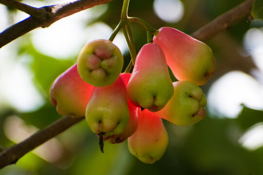 Jamalac Images – Browse 2,432 Stock Photos, Vectors, and Video | Adobe ...