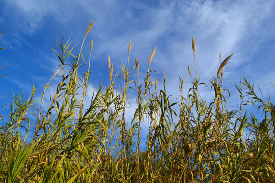 Trigal Images – Browse 664 Stock Photos, Vectors, and Video | Adobe Stock