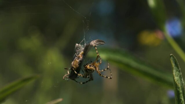 Walzenspinne Bilder – Durchsuchen 2,309 Archivfotos, Vektorgrafiken und ...