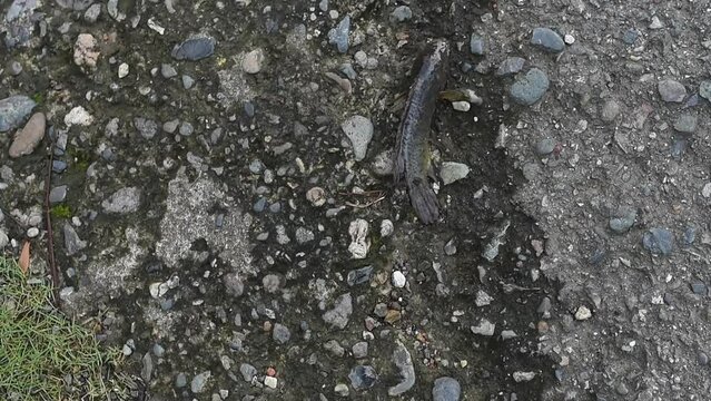 Anabas Testudineus"」の写真素材 | 215件の無料イラスト画像 | Adobe Stock