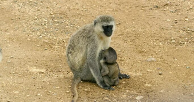 Imágenes de "African Monkey": descubre bancos de fotos, ilustraciones ...
