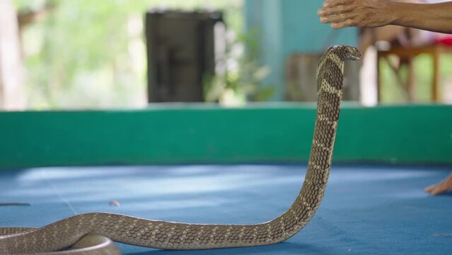 "Snake's Head" Images – Browse 6,922 Stock Photos, Vectors, and Video ...