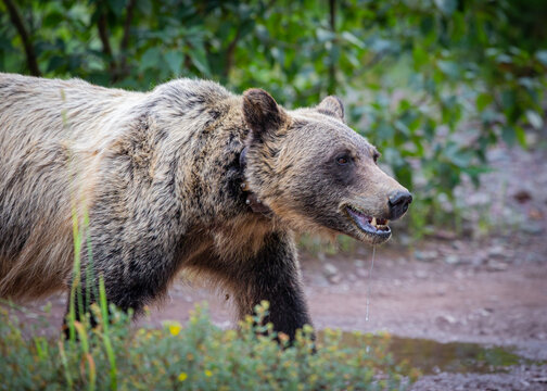 Ferocious Images – Browse 930,740 Stock Photos, Vectors, and Video ...