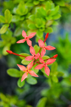 「Viruchi」の画像 - 167 件の Stock 写真、ベクターおよびビデオ | Adobe Stock