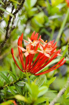 「Viruchi」の画像 - 167 件の Stock 写真、ベクターおよびビデオ | Adobe Stock