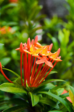 「Viruchi」の画像 - 167 件の Stock 写真、ベクターおよびビデオ | Adobe Stock