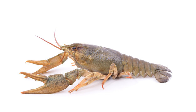 Green Crayfish