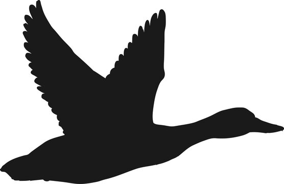Mallard Duck Silhouette Mallard Duck Silhouette