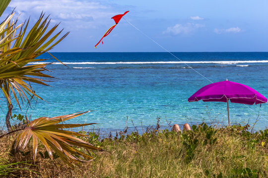 รูปภาพLatanier – เลือกดูภาพถ่ายสต็อก เวกเตอร์ และวิดีโอ355 | Adobe Stock