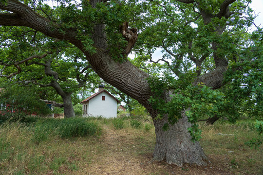 Udde Bilder – Durchsuchen 166 Archivfotos, Vektorgrafiken und Videos ...
