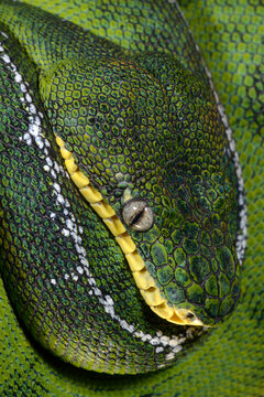 Corallus Bilder – Durchsuchen 855 Archivfotos, Vektorgrafiken und ...