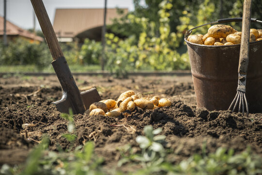 "Potato Tops"-Bilder: Stock-Fotos & -Videos. | Adobe Stock