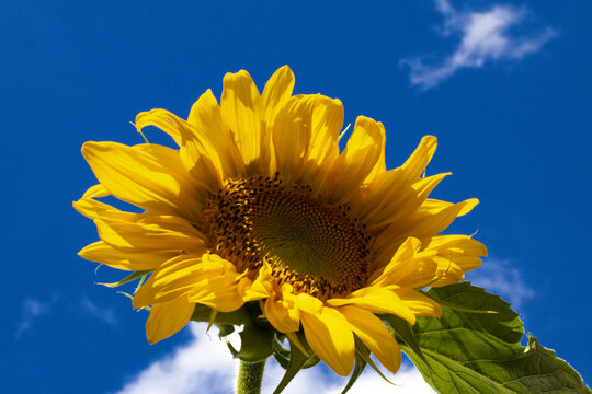 Single Sunflower Photography