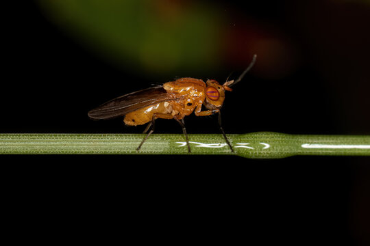Lauxaniidae bilder – Bläddra bland 125 stockfoton, vektorer och videor ...